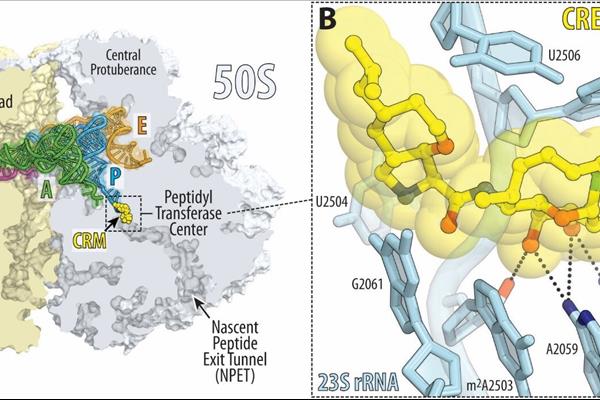 Cresomycin - нов антибиотик создаден на Универзитетот „Харвард“
